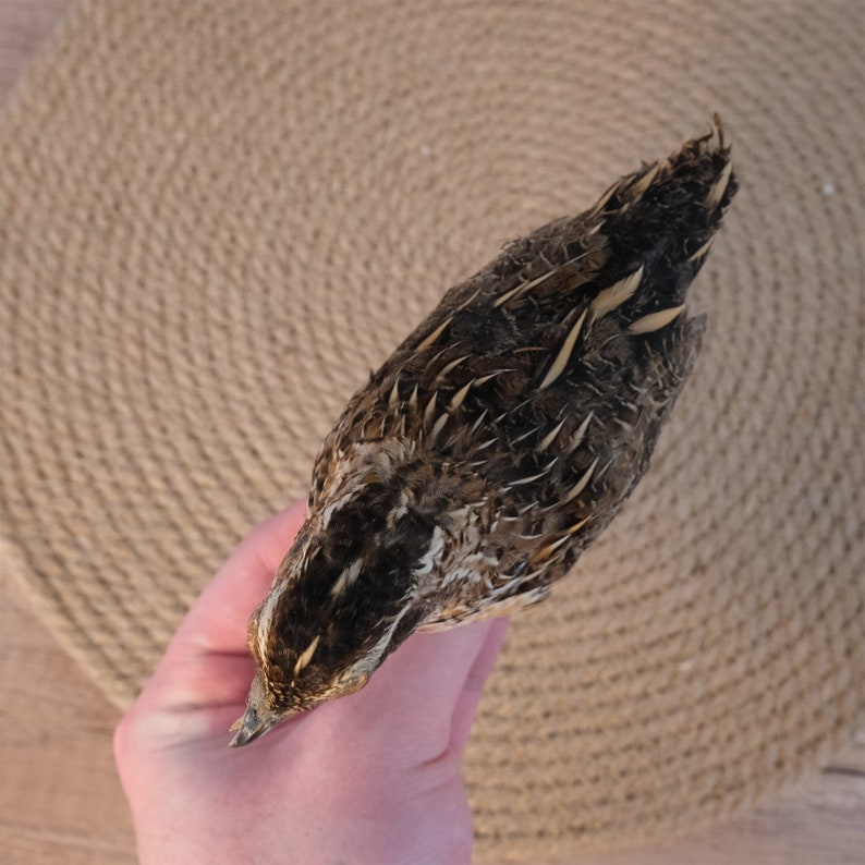 Taxidermy Real Birds,quail Chick,unusual Real Animal Specimens,bird ...