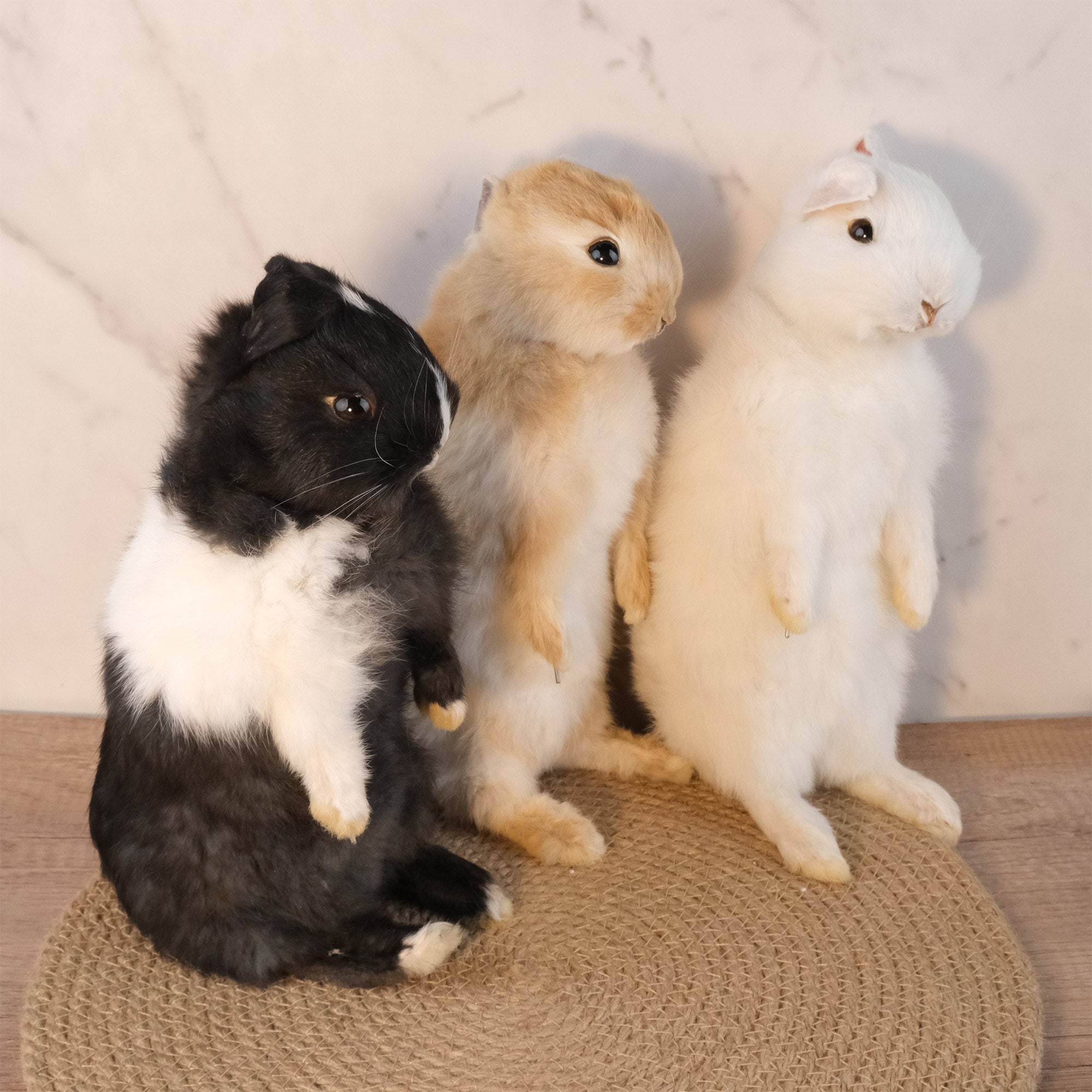 Taxidermy Rabbit,real Taxidermy Rabbit,oddity Home Decor,cute Rabbit ...