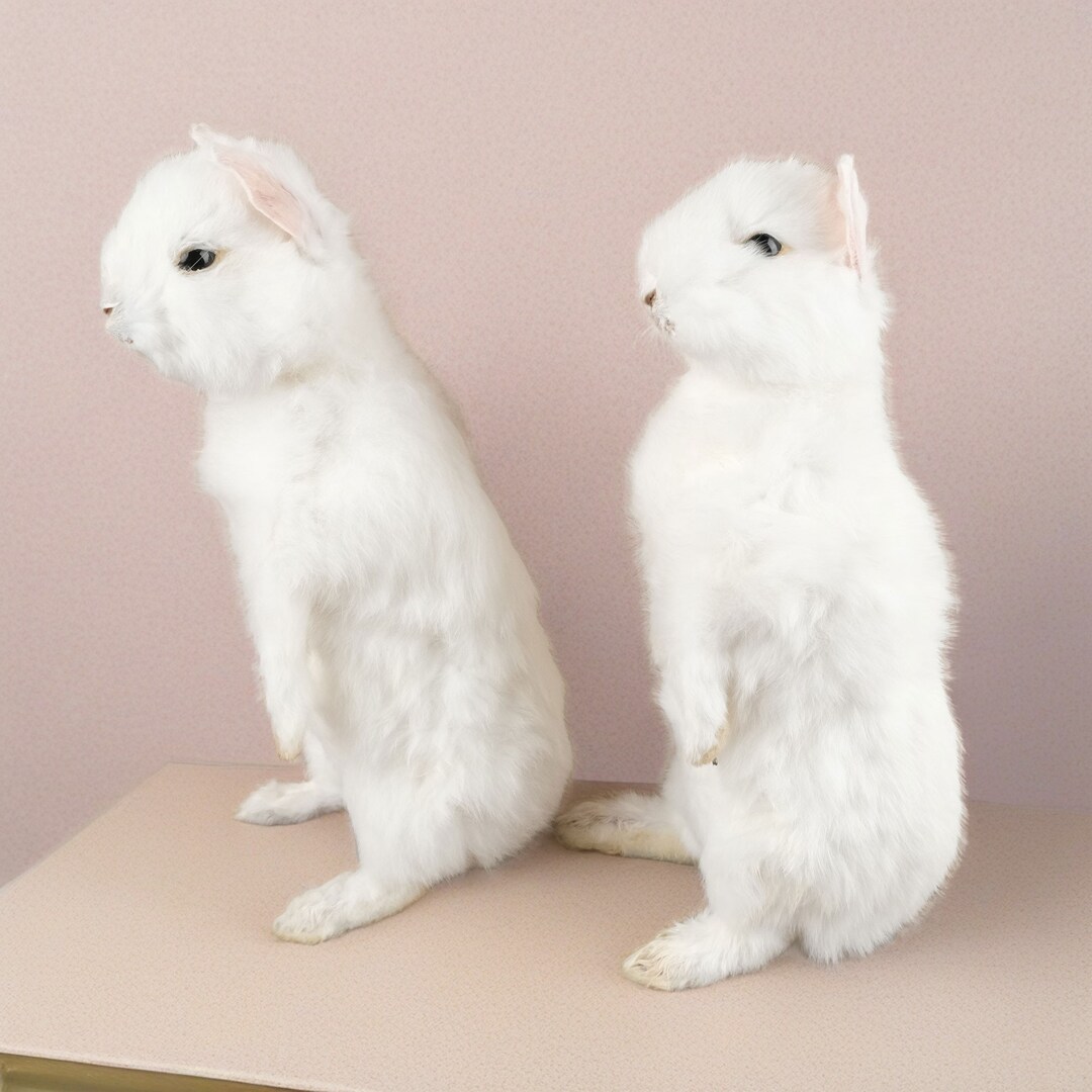 Taxidermy Rabbit,real Taxidermy Rabbit,oddity Home Decor,cute Rabbit ...