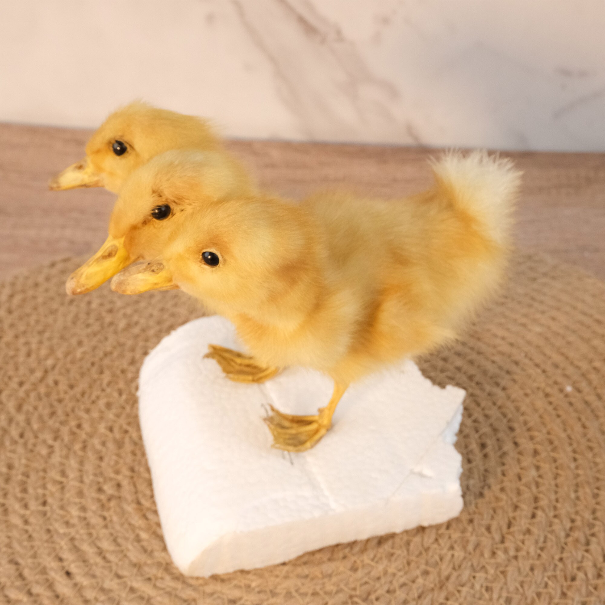 Three-headed Little Duck Taxidermy,real Taxidermy Duck,duck Ornament ...