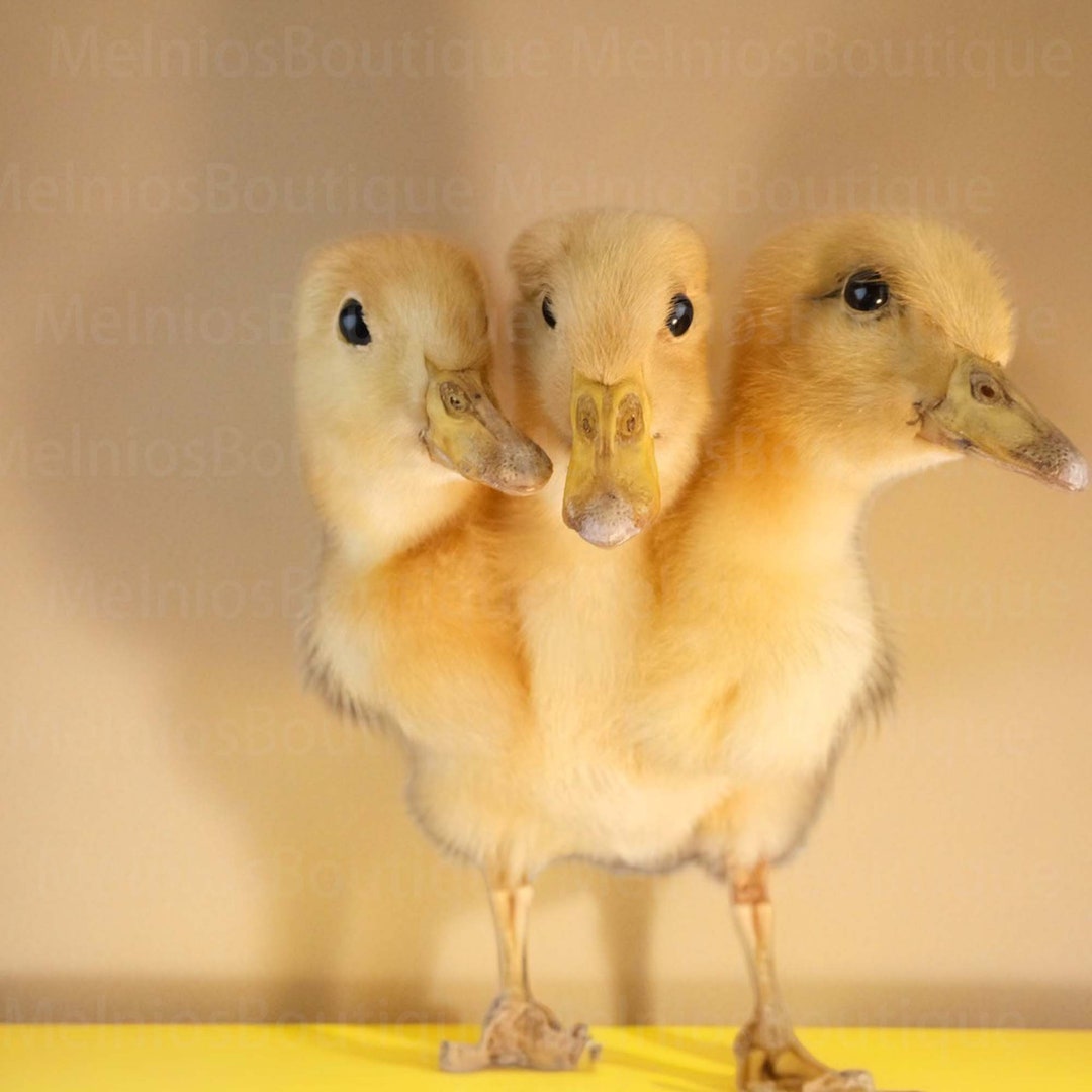 Three-headed Little Duck Taxidermy,real Taxidermy Duck,duck Ornament ...