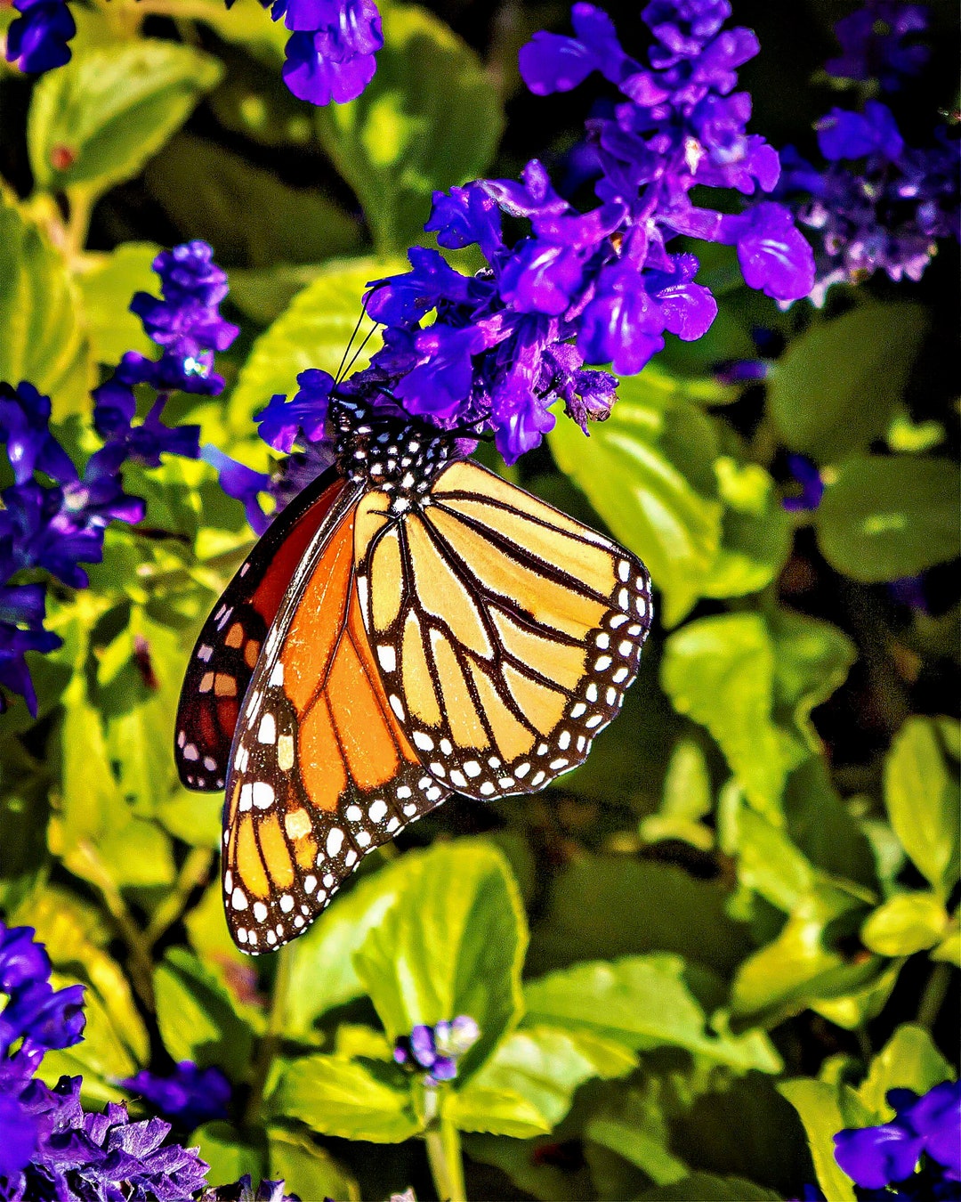 MONARCH BUTTERFLY - Etsy