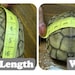 Handcrafted Petwear & Costume Styles for Turtles | Turtle Garments ...