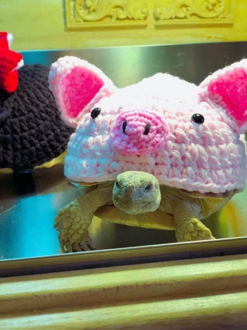 Crochet Tortoise Sweater, Sunflower Hat for Reptiles, Cute Pig Turtle ...