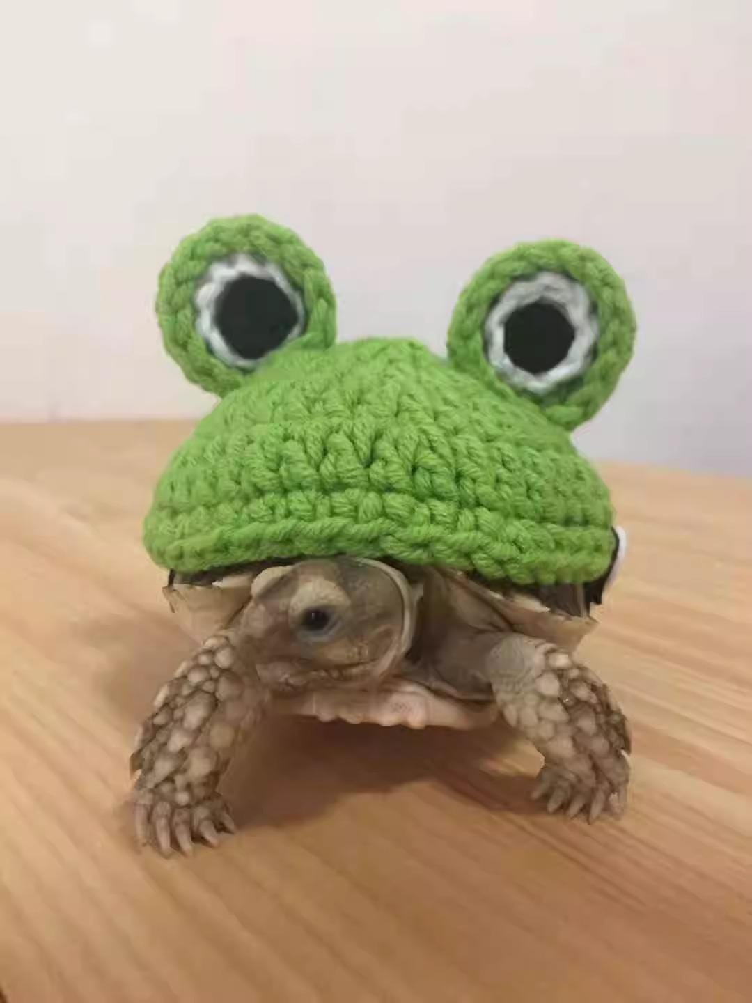 Handcrafted Petwear & Costume Styles for Turtles | Turtle Garments ...