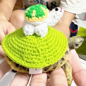 Handcrafted Custom-knit Clothing and Costume Styles for Turtles ...