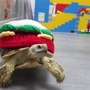 Handmade Crochet Turtle Clothes, Cute Cozy Pet Sweater, Unique Tortoise ...
