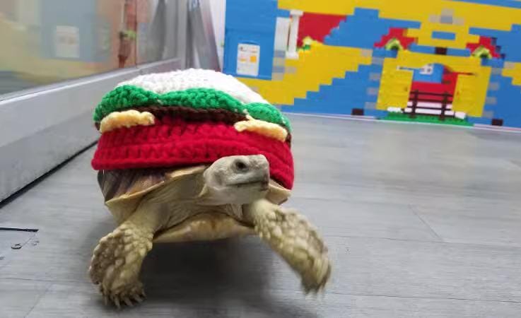 Handmade Crochet Turtle Clothes, Cute Cozy Pet Sweater, Unique Tortoise ...
