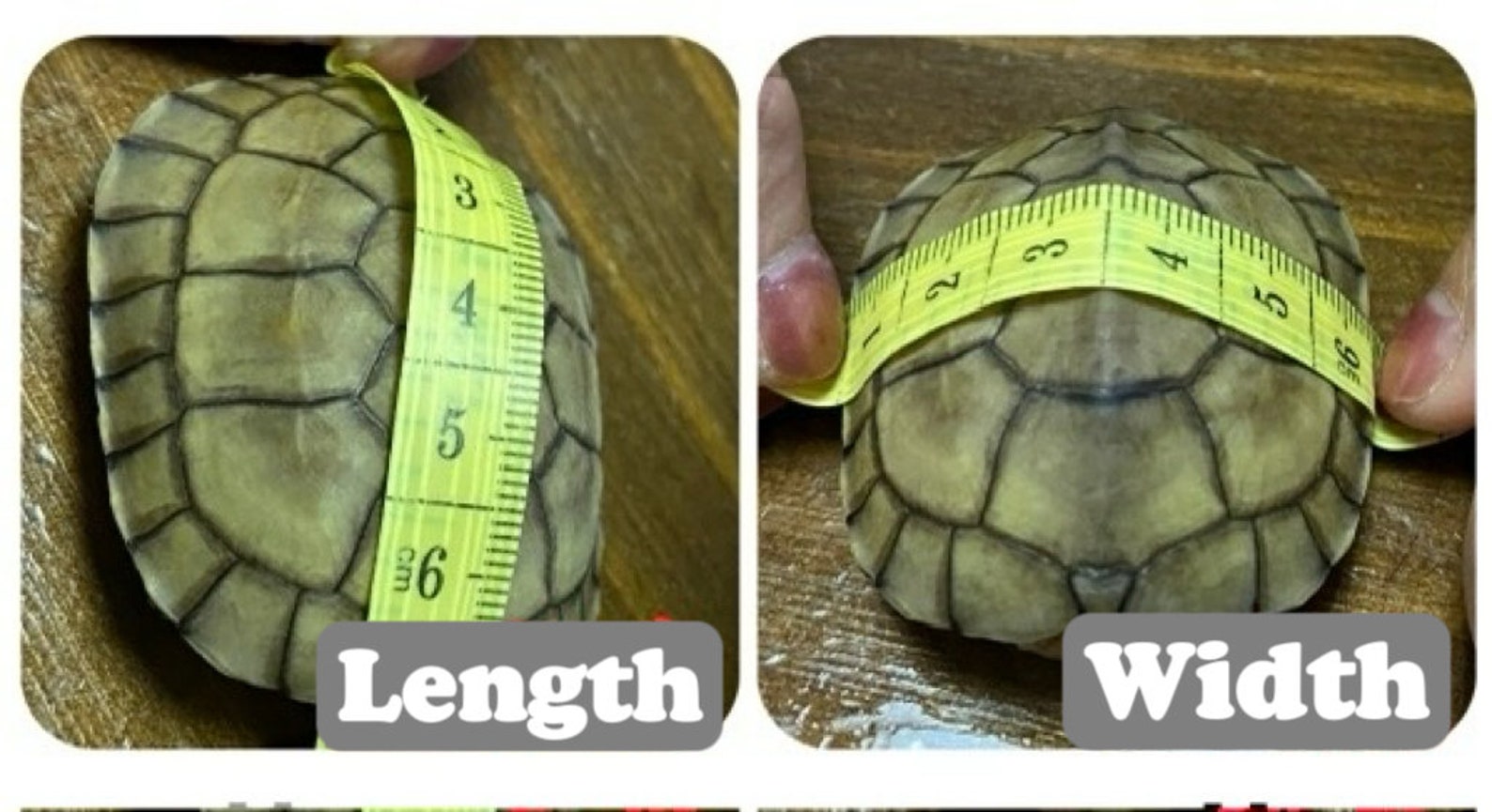 Handcrafted Custom-knit Clothing and Costume Styles for Turtles ...