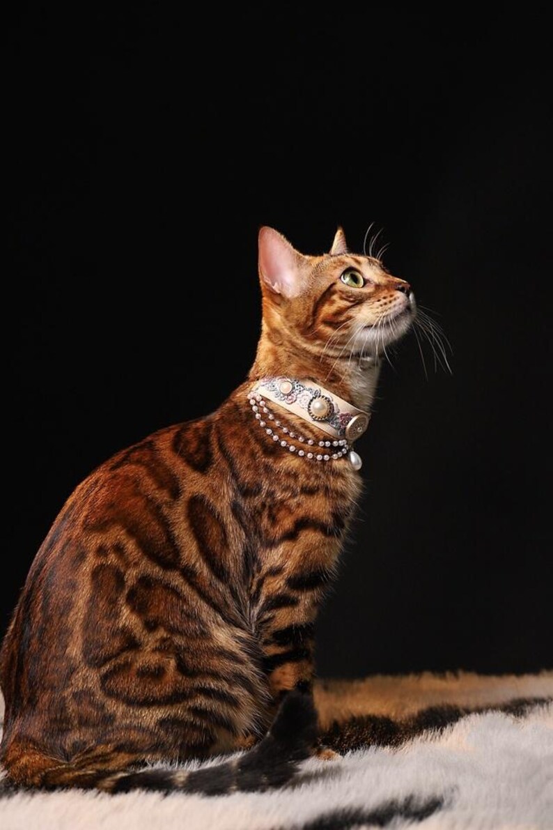 Rococo Pink Velvet Pet Decorative Collar, Embroidery Necklace for Cat ...