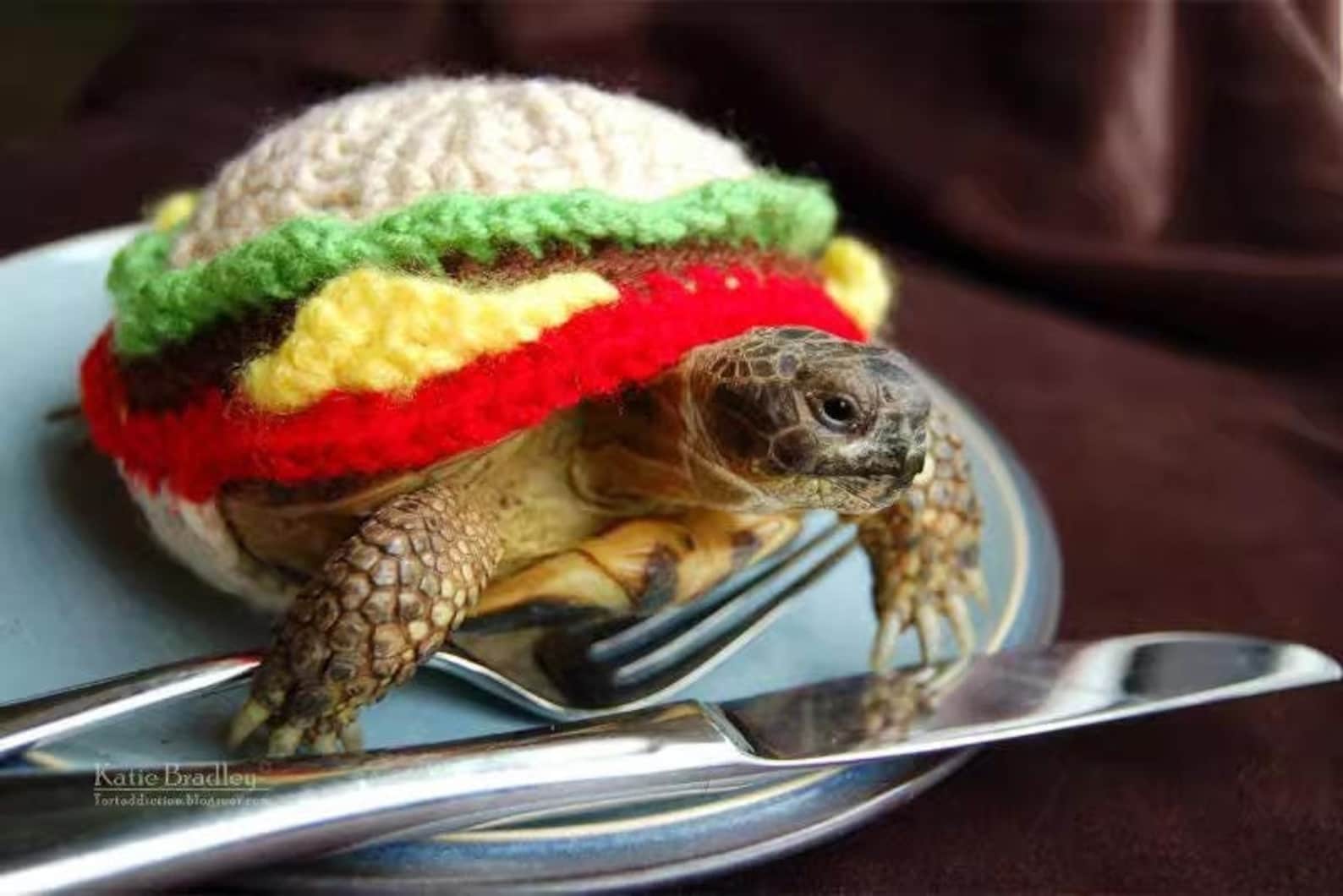 Handmade Crochet Turtle Clothes, Cute Cozy Pet Sweater, Unique Tortoise ...