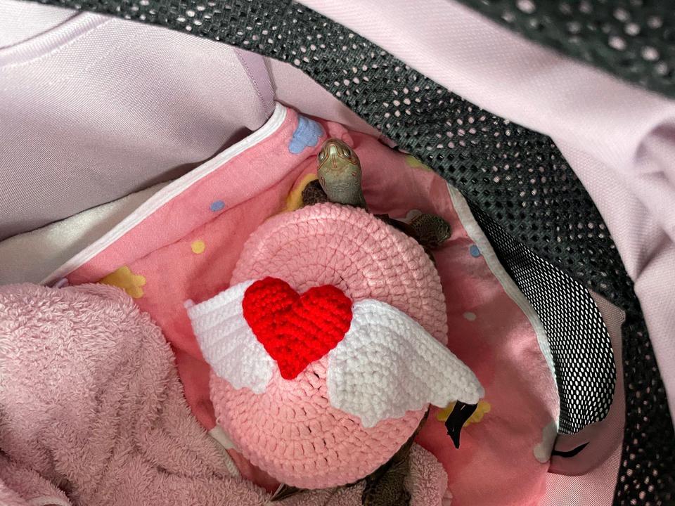 Custom Angel Heart Wing Turtle Costume, Handmade Crochet Pet Outfit ...