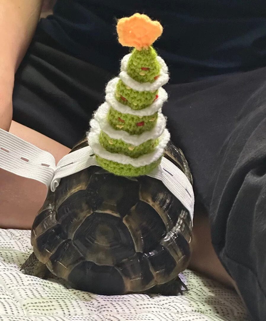 Handcrafted Petwear & Costume Styles for Turtles | Turtle Garments ...