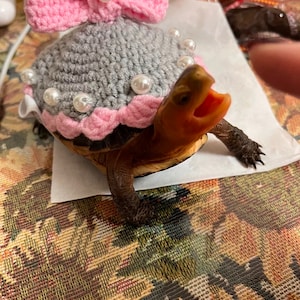 Handcrafted Custom-knit Clothing and Costume Styles for Turtles ...