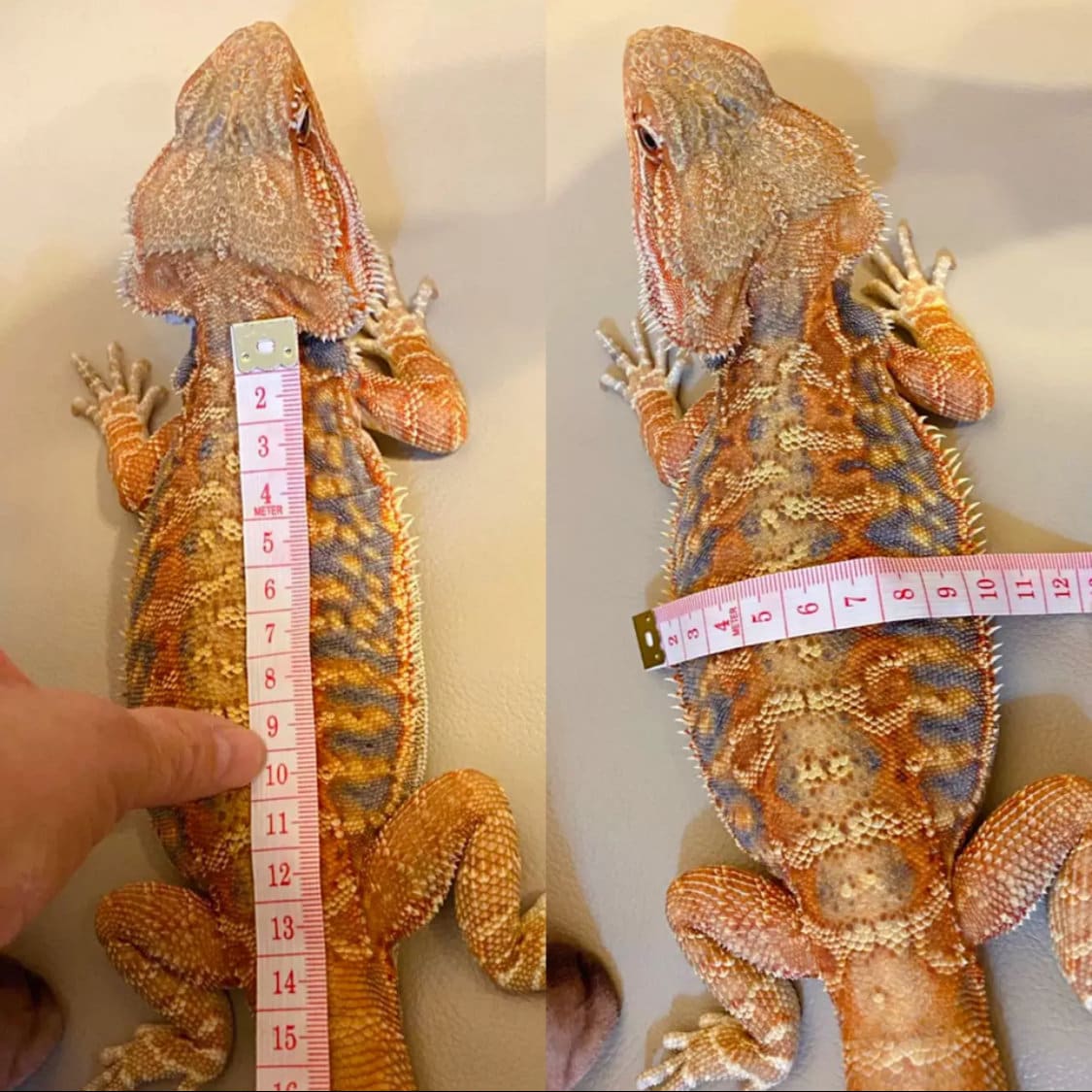 Handmade Crochet Reptile Costume for Bearded Dragon, Christmas ...