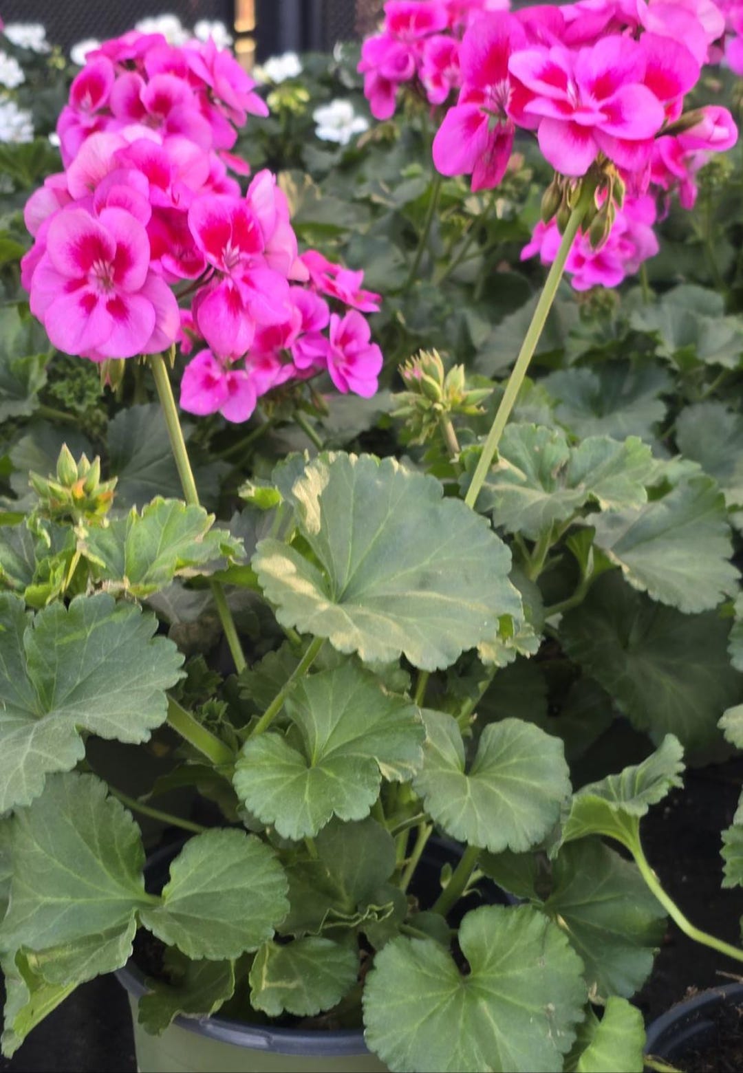 Geranium 'survivor Hot Pink' - Crane's-bill Im 1 Gallon Pot- Get ...