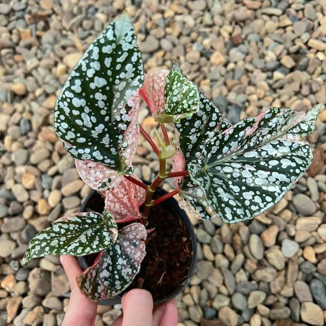 Begonia Snow Cap Pink Variegated, Roots in Moss, Easy Care - Etsy