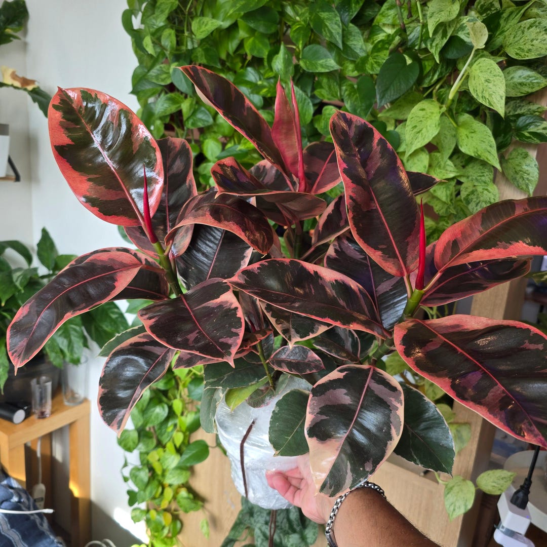 The 6 Inch Pot - Ficus Elastica "red Ruby" Variegated Rubber Tree - Etsy