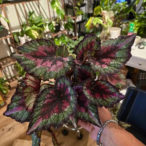The 6 Inch Pot - Raspberry Beret, Begonia Rex, Painted-leaf Winter ...
