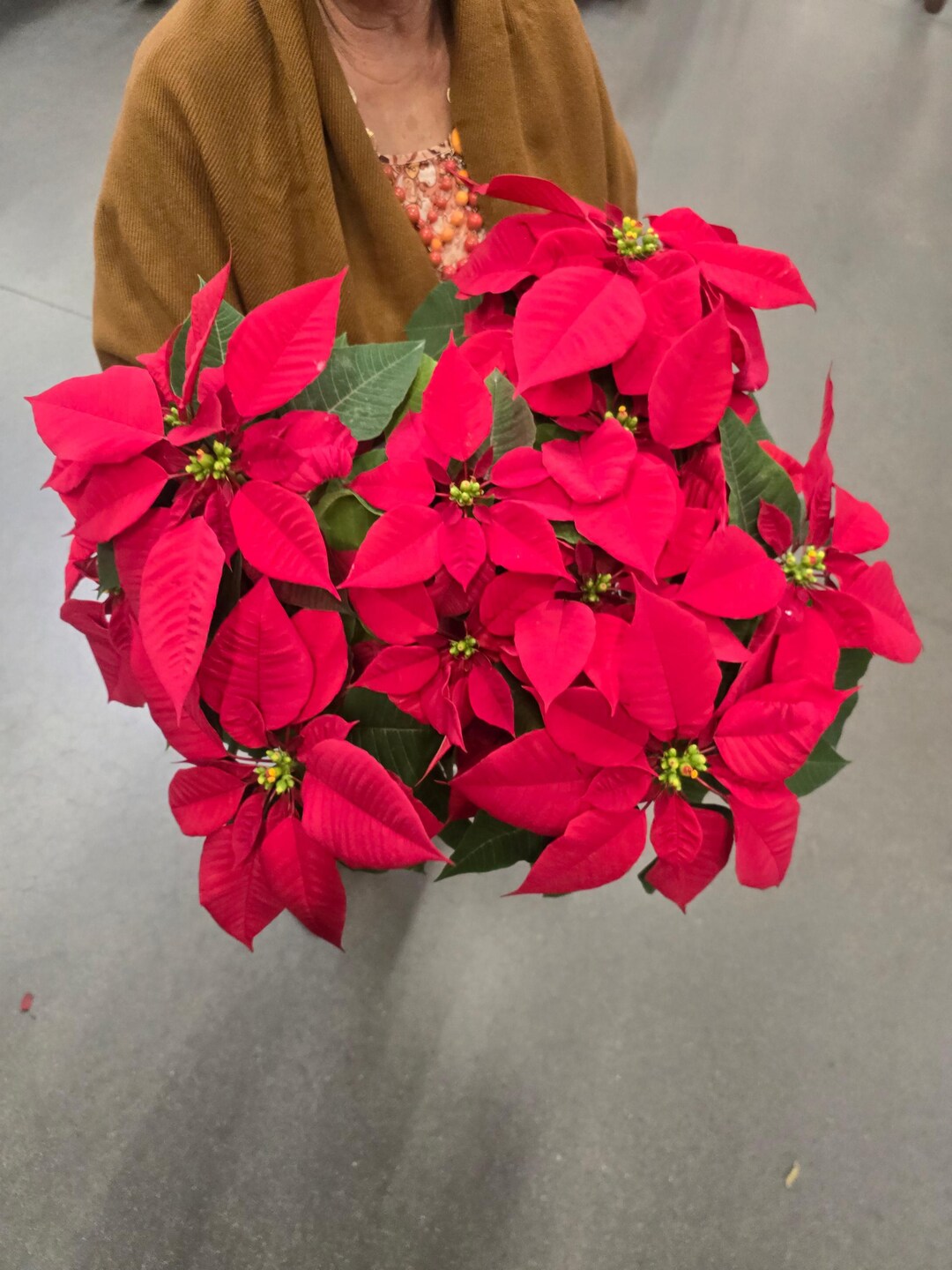 Noche Buena Xl Poinsettia Red, Christmas Gifts in 8 Inch Pot Get ...