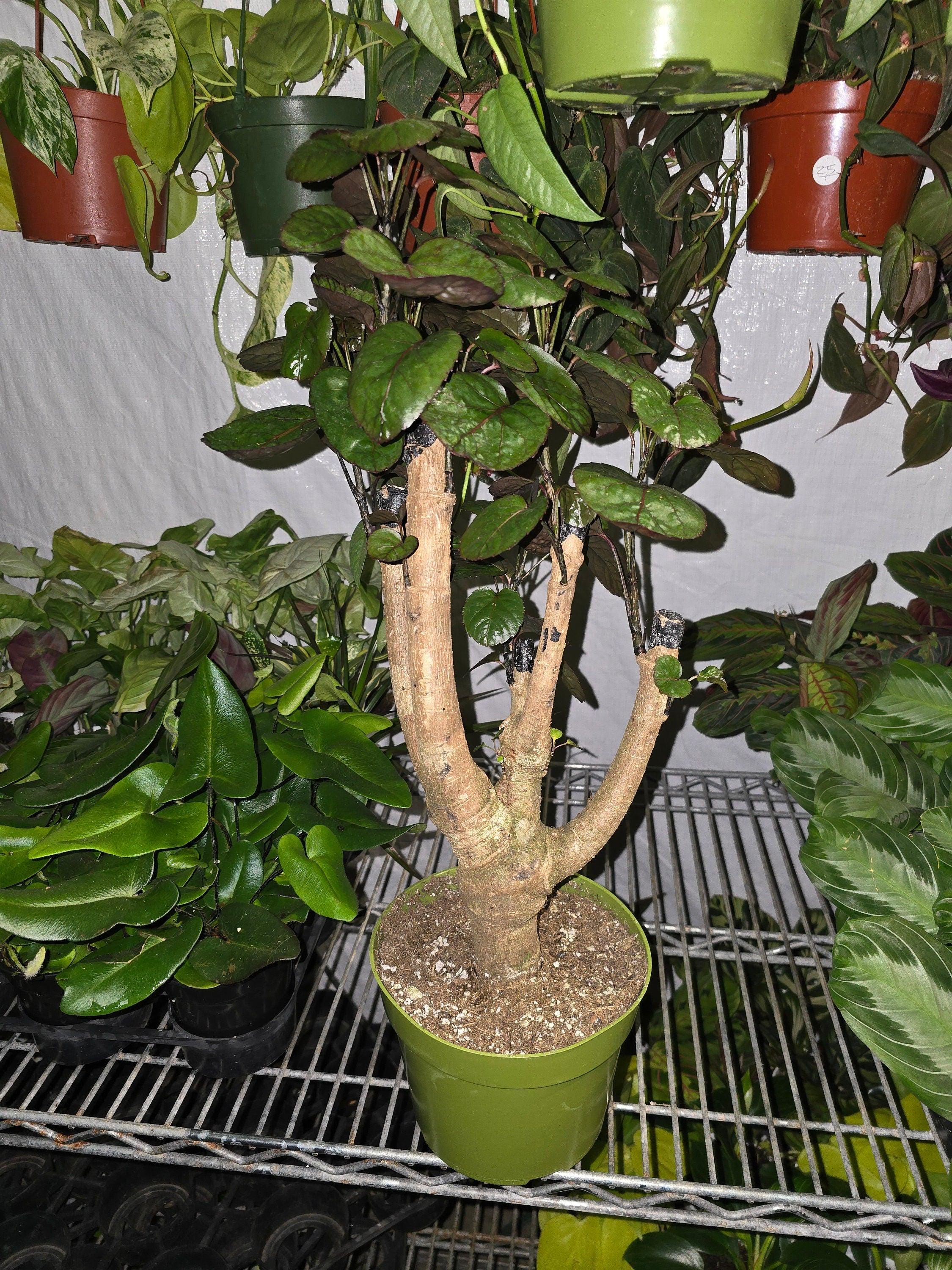 The 6 Inch Pot- Fabian Aralia Tree Stump Unique Bonsai Live Plant, 6 ...