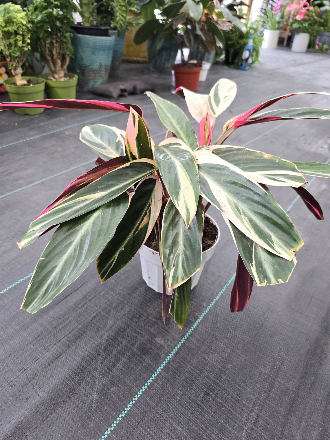 6 Pot Live Stromanthe Trio Star Plant, Prayer Plant, Plant Pot for Home ...