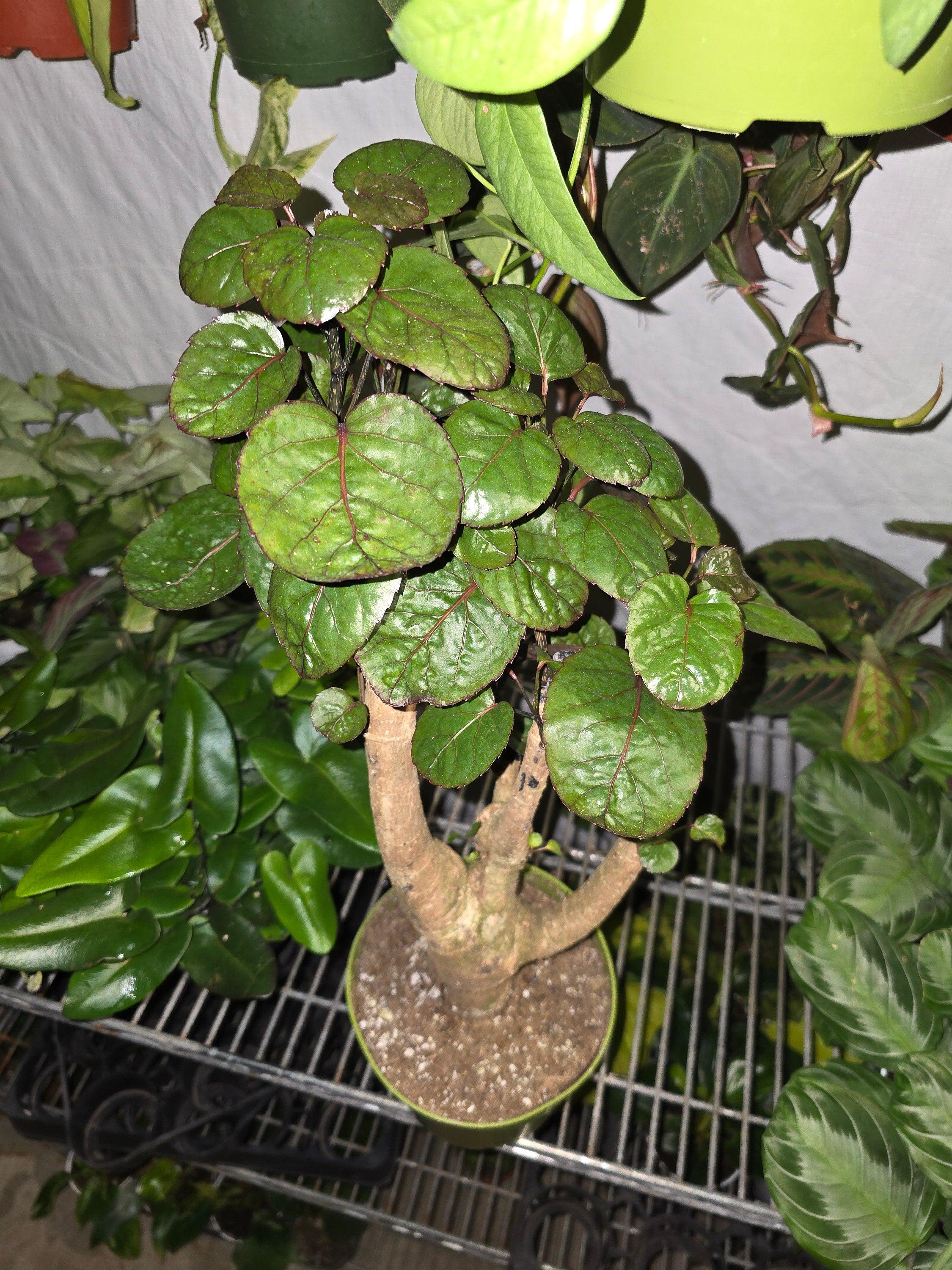 The 6 Inch Pot- Fabian Aralia Tree Stump Unique Bonsai Live Plant, 6 ...