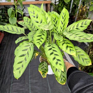 6 Inch Pot Big Plant Calathea Leopardina Indoor Plant, Easy Care Get ...