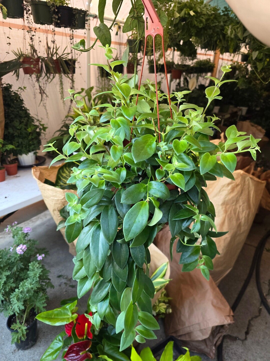 The 6 Inch Pot -premium Goldfish Plant,(nematanthus ‘shady Lady Marlene ...