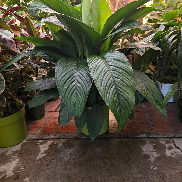 Large Peace Lily Plant - Etsy