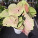 The 6 Inch Pot -syngonium Pink Candy House Plant- Get Similar - Etsy