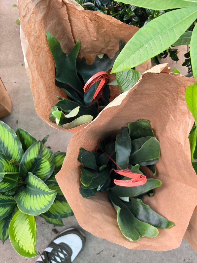 The 6 Inch Pot -staghorn Fern- Very Full Bushy Plant -(cuerno De Venado ...