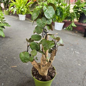 The 6 Inch Pot Fabian Aralia Tree Stump Unique Bonsai Live Plant, 6 Pot ...