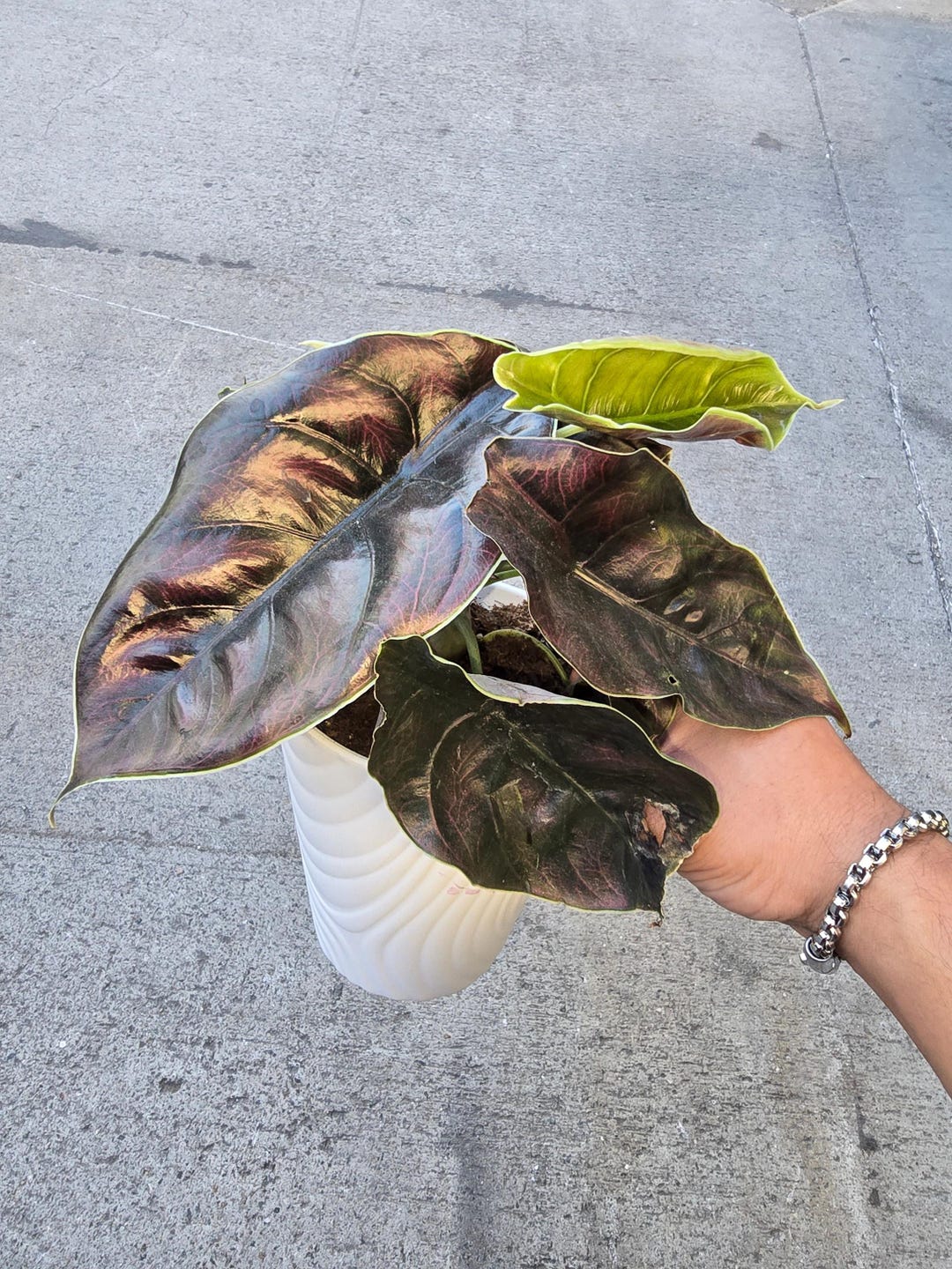 Alocasia Azlanii - in 5 Inch Pot Rare Find, Ready to Ship - Ceramit Pot ...