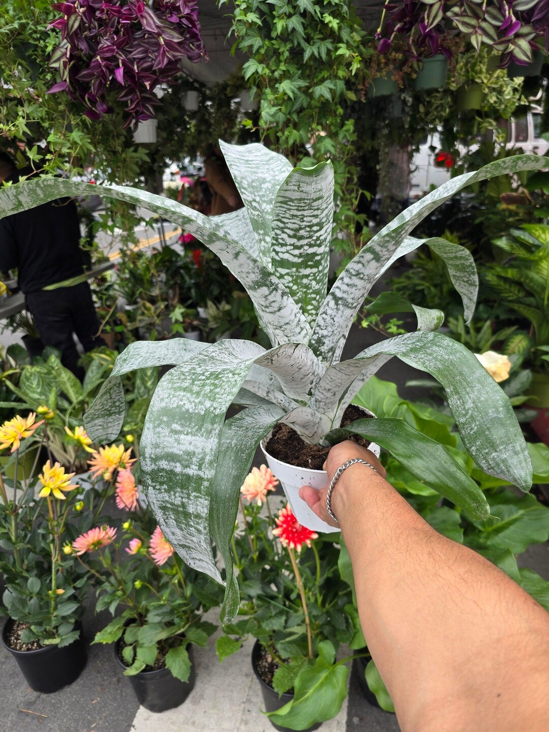 6 Inch Pot Bromelia Aechmea pink Flower Get Similar to Picture - Etsy
