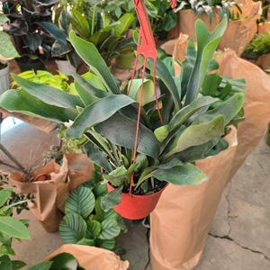 The 6 Inch Pot staghorn Fern Very Full Bushy Plant cuerno De Venado ...