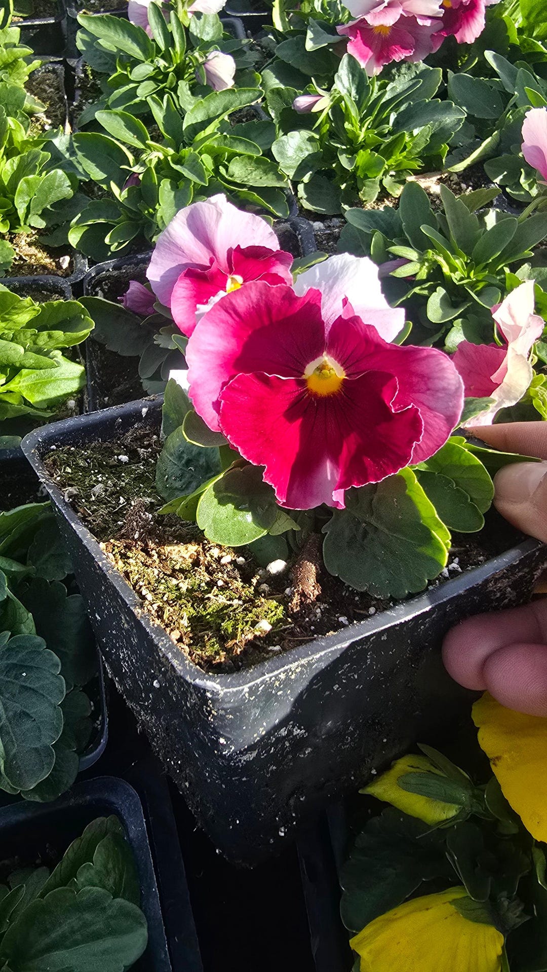 Pansy Flower Beacon Rose Color in 4 Inch Pot- Get Similar 1, 10 or 20 ...