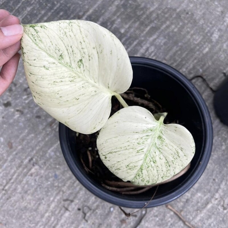 Monstera Devil - Etsy