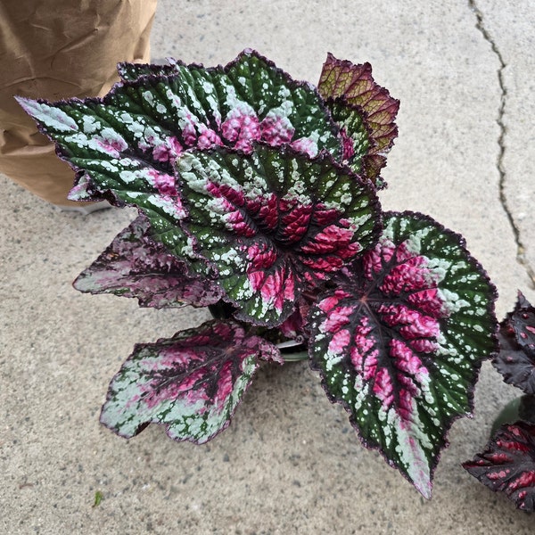 Begonia Plant - Etsy