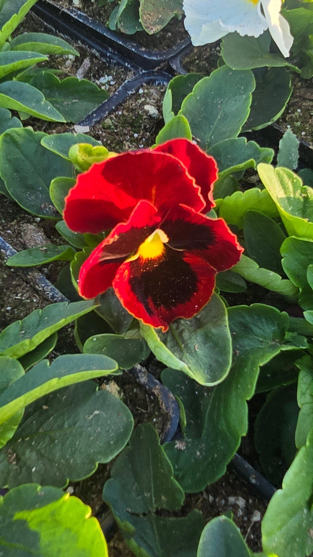Pansy Flower Maroon Color in 4 Inch Pot- Get Similar 1, 10 or 20 Pots ...