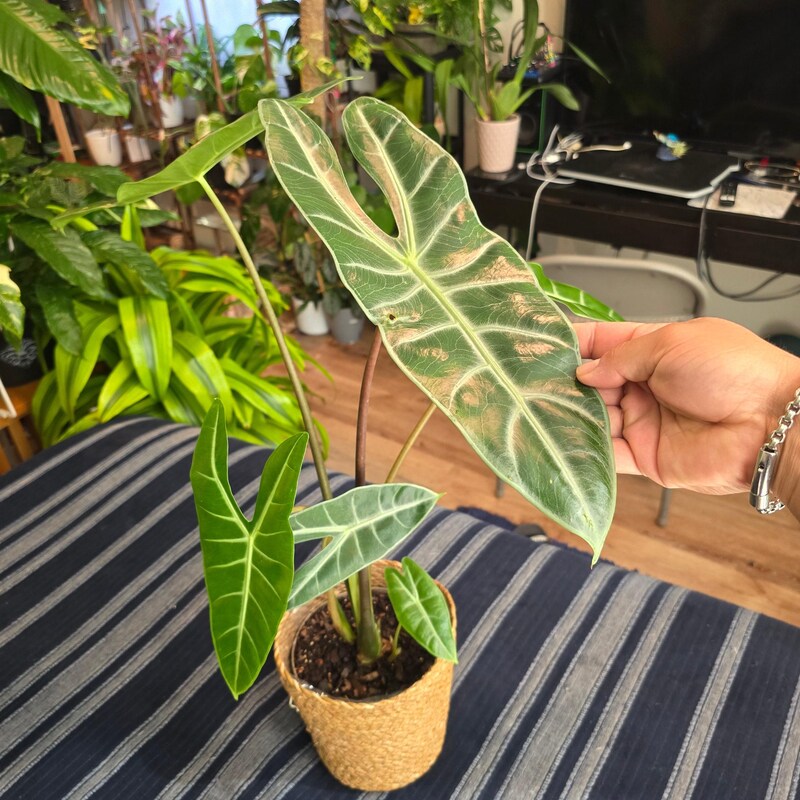 Lucifer Plant - Etsy