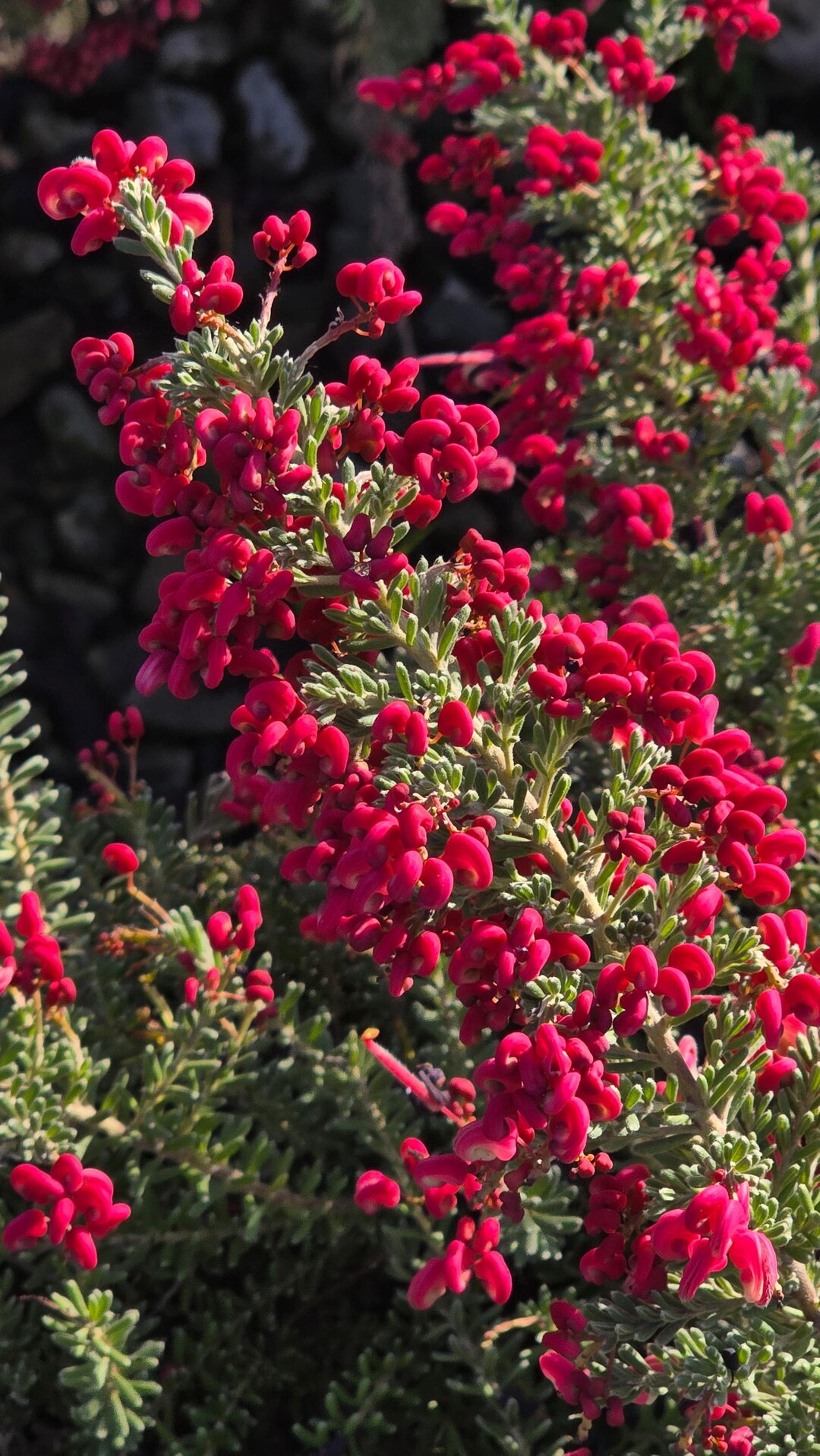 Grevillea Lanigera 'mt Tamboritha on 5 Gallon Pot - Get Similar - Etsy