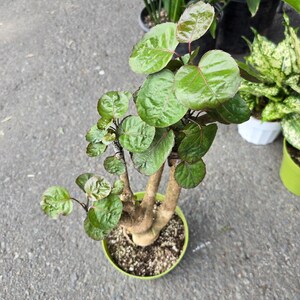 The 6 Inch Pot- Fabian Aralia Tree Stump Unique Bonsai Live Plant, 6 ...