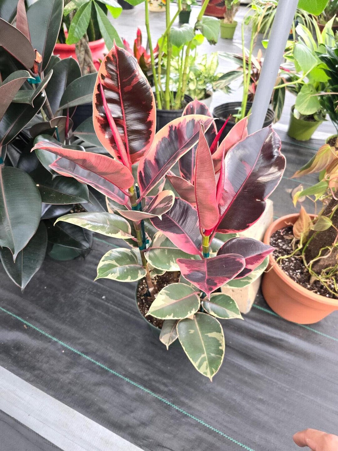 8 Pot 2.5ft Tall XL Size Ficus Elastica Ruby Variegated Rubber Tree 017 ...