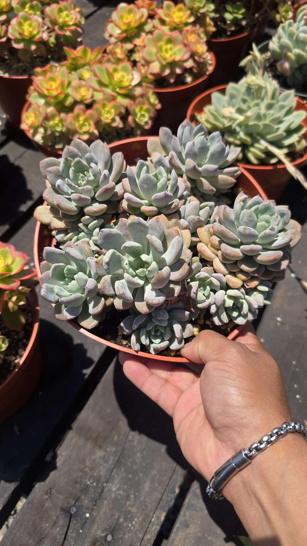 Echeveria Prolifica Succulent Fast-spreading Rosette | Rare Clumping ...