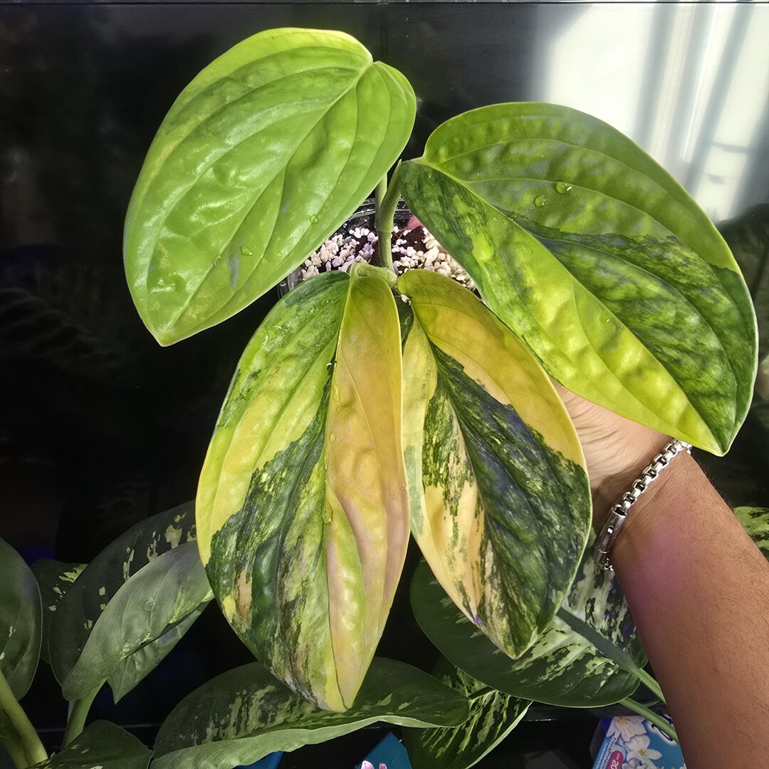 Peru Monstera Variegated in 4 Inch Pot, Exact Plant Feb 20 - Etsy