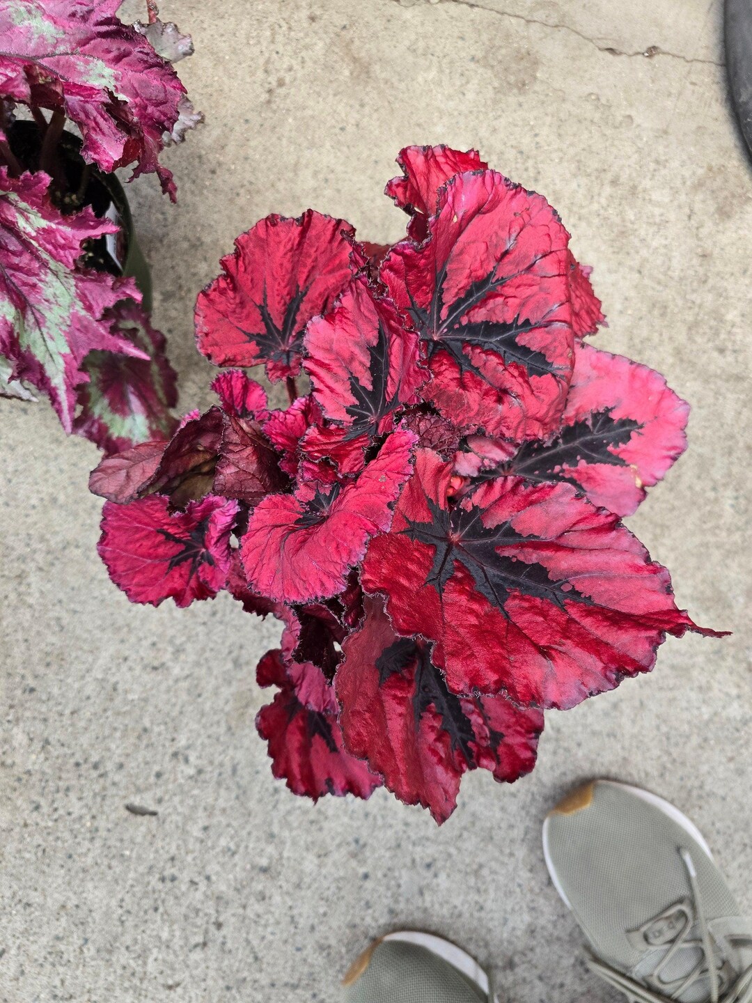 The 6 Inch Pot - Begonia Rex Red Robin - Easy Care Super Red Begonia ...