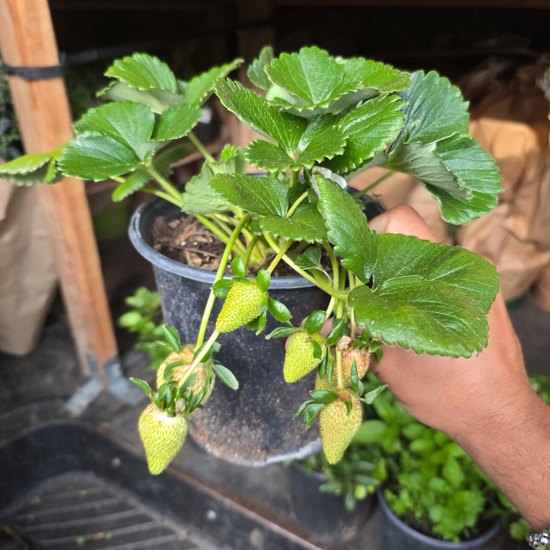 Strawberry Fragaria × Ananassa Plant in 1 Gallon Pot With Fruit - Etsy