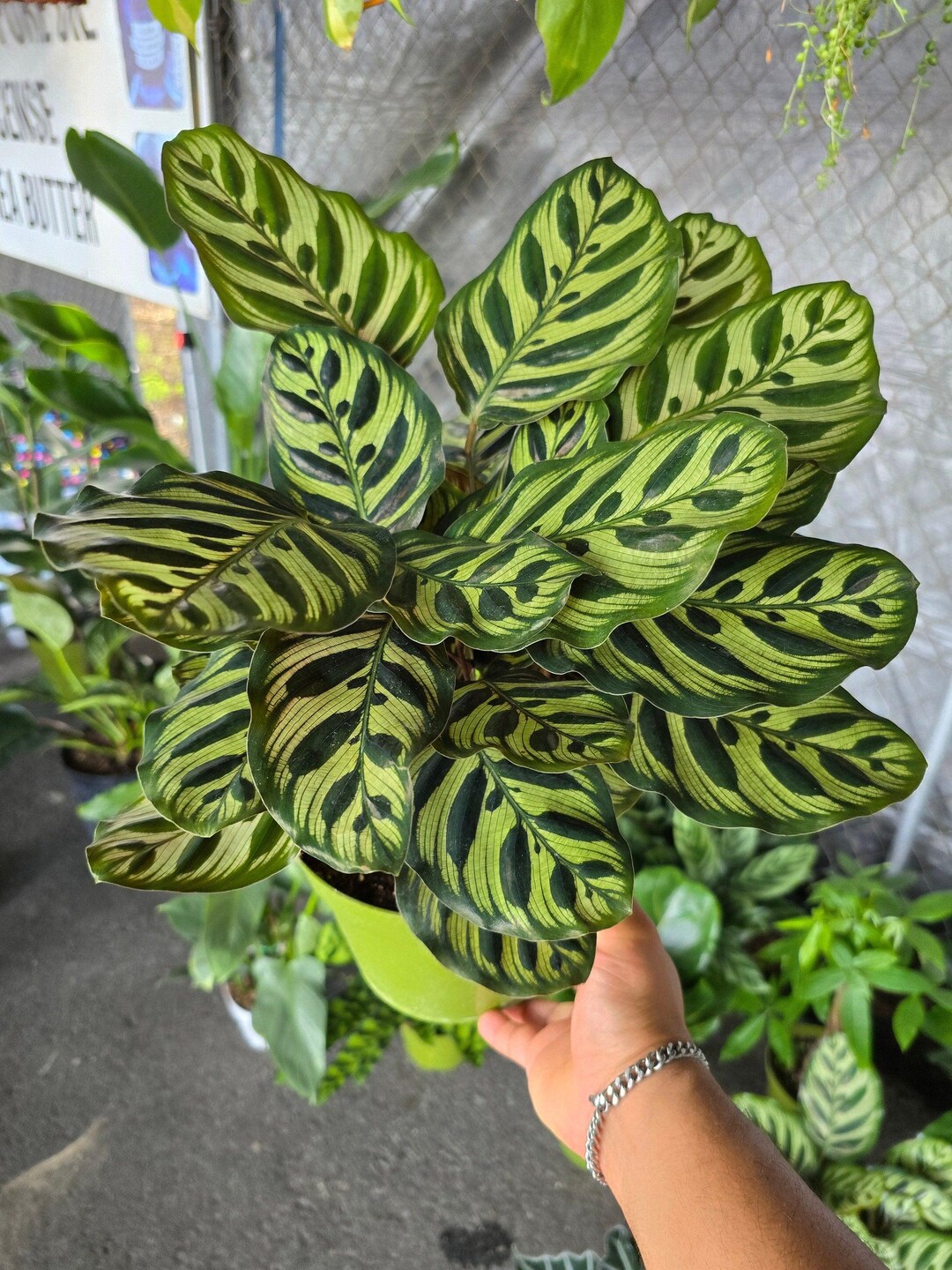 The 6 Inch Pot - XL Size Calathea Burle Marxii Prayer Plant "peacock ...