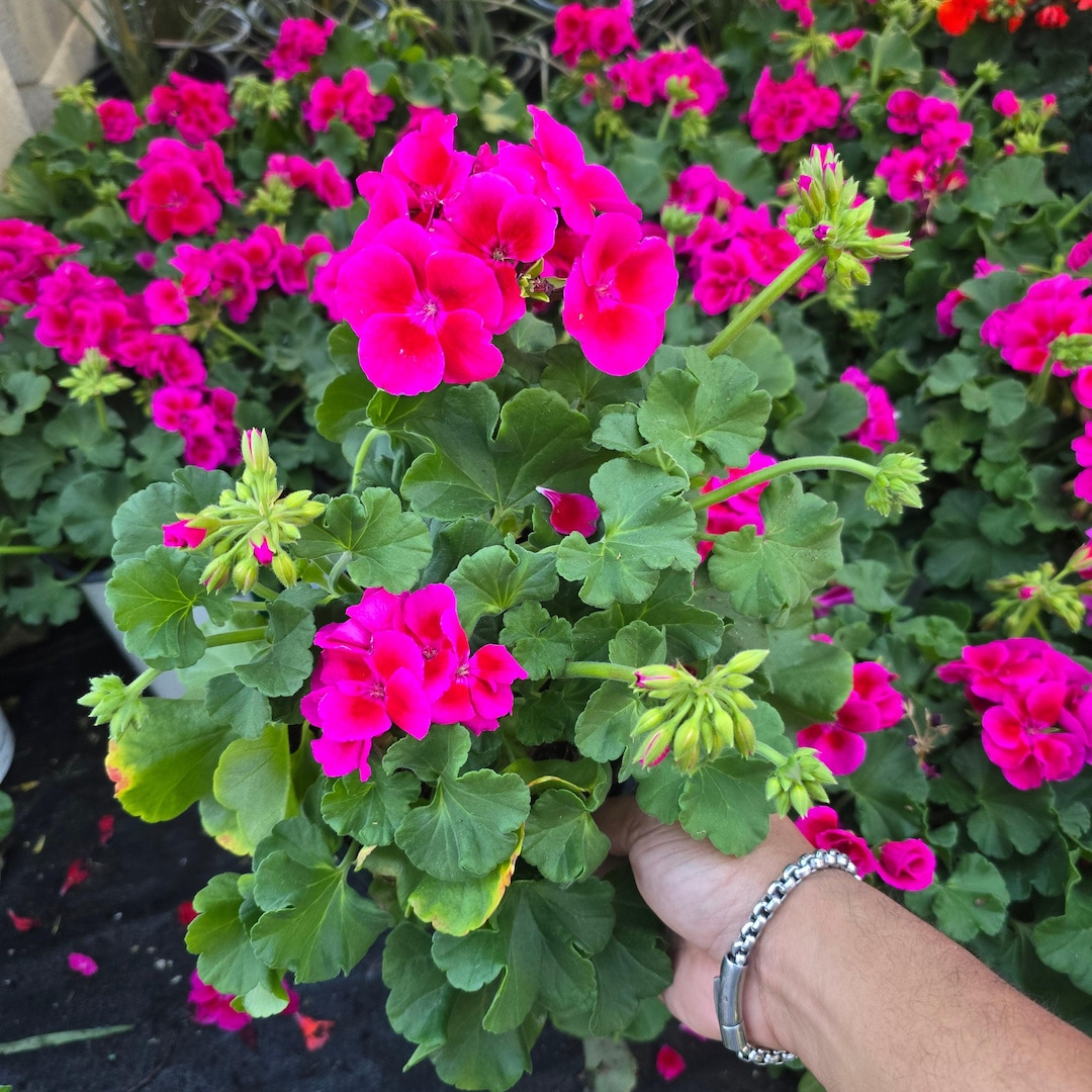Geranium Hot Pink- Crane's-bill Im 1 Gallon Pot- Get Similar - Etsy
